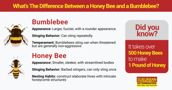 Honey Bees vs Bumblebees