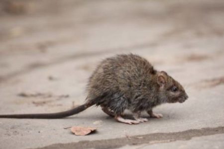 Rodent Learning Center | Suburban Exterminating | Brooklyn