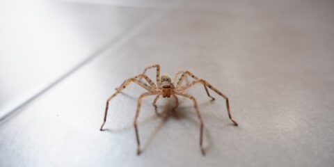 What Kind of Poop Is This? | Suburban Exterminating - Pest Control ...