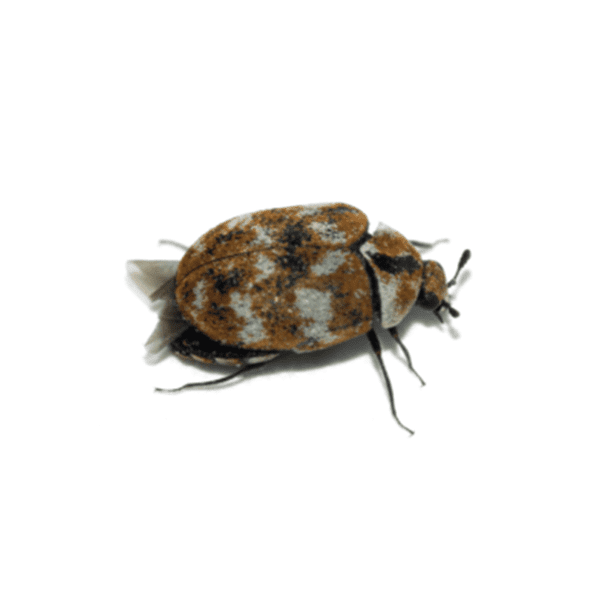 Pest Identification Library | Common Long Island Pests