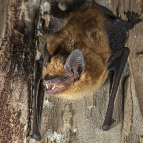 Big Brown Bat Identification & Info | Suburban Exterminating - Pest ...