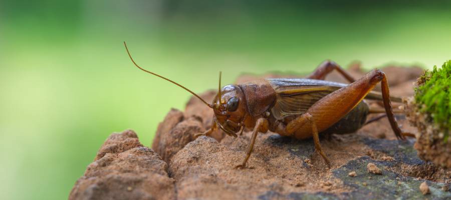 Keeping Crickets Out of Your Lawn and Home! | NY