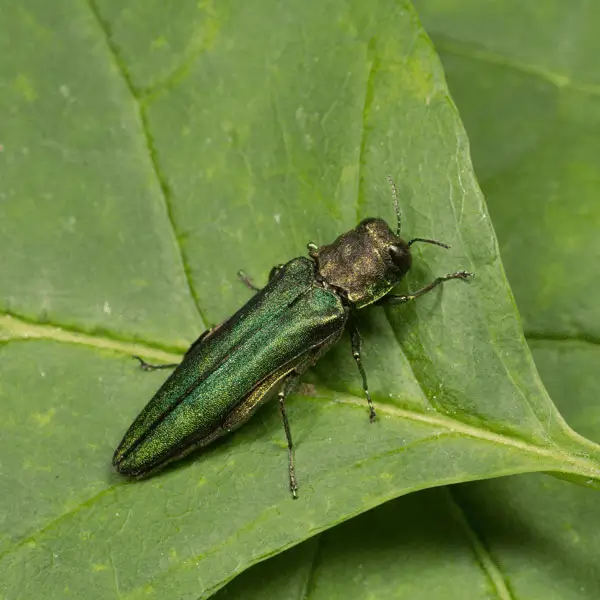 Emerald Ash Borer Beetle Pest Identification | Beetle Control in NY
