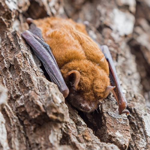 Little Brown Bat Identification & Info | Suburban Exterminating - Pest ...