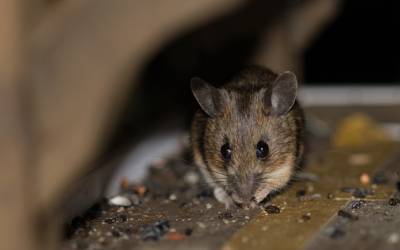 What Kind of Poop Is This? | Common Types of Pest Droppings