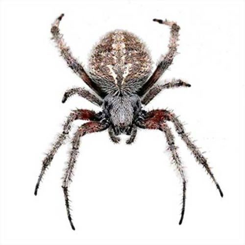 Orb Weaver Spider Pest Identification Spider Control In Ny 2469