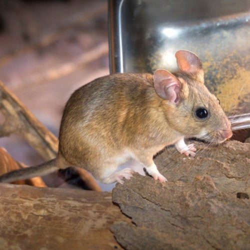 Pack Rat Pest Identification | Rodent Control in NY
